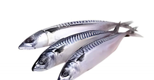 IKAN SARDIN FRESH 1X1 PACK (500G)